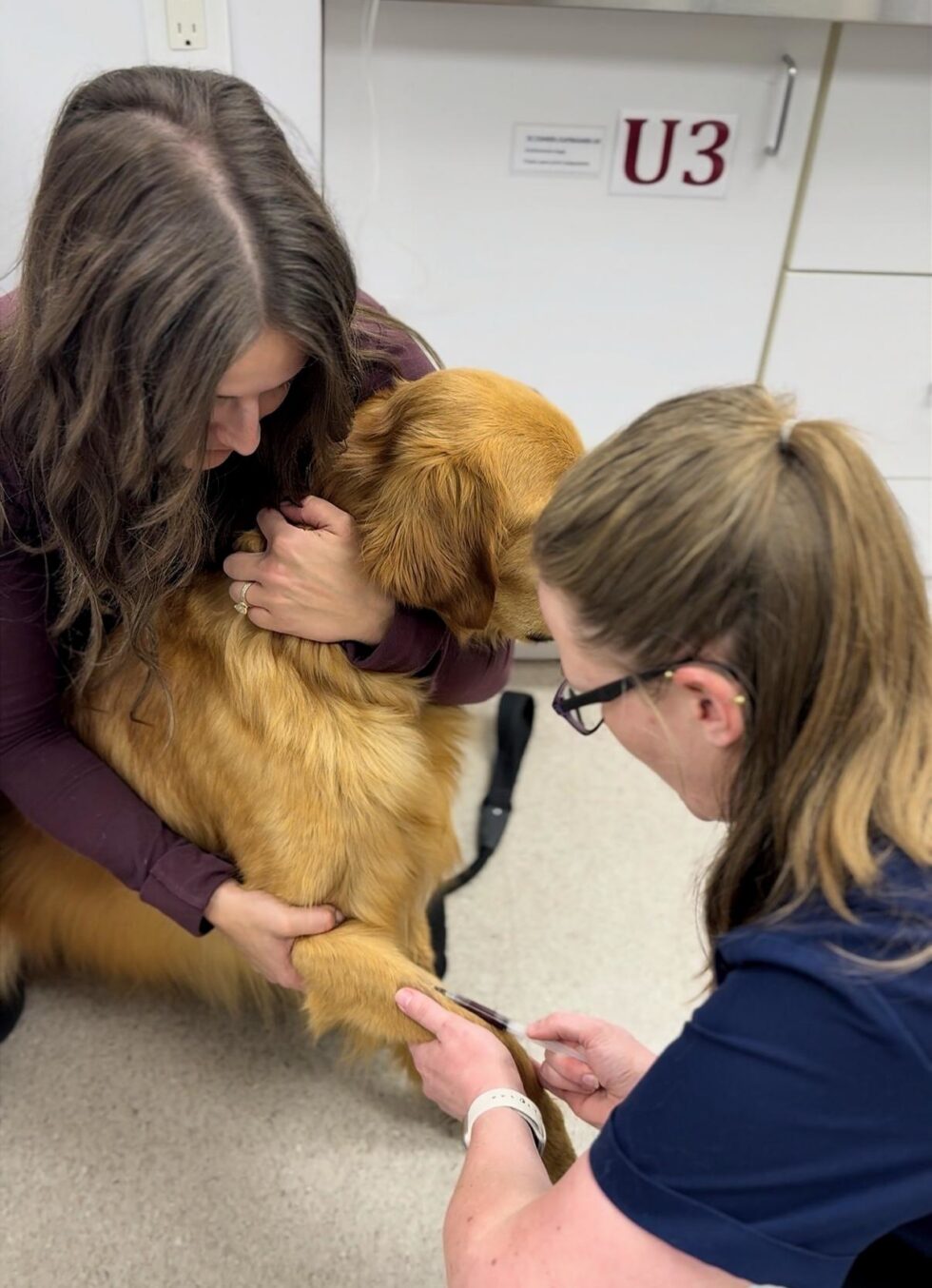 Titer Testing - Central Veterinary Services
